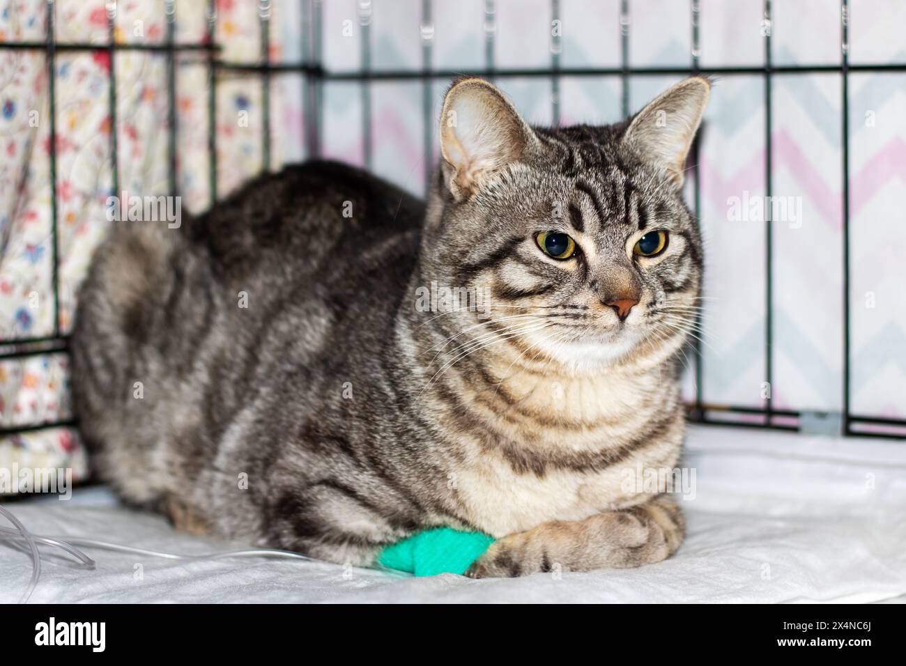 Sad gray cat with catheter on paw close up Stock Photo - Alamy