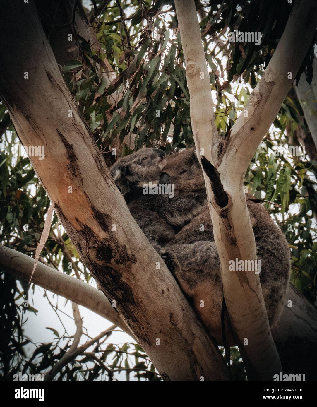 Female victorian koala with joey baby child on her back resting on the ...