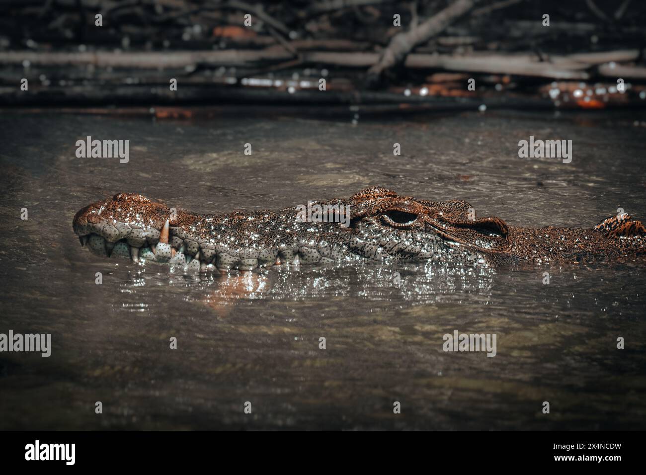 Crocodile emerging from water at Daintree River, Daintree Rainforest ...