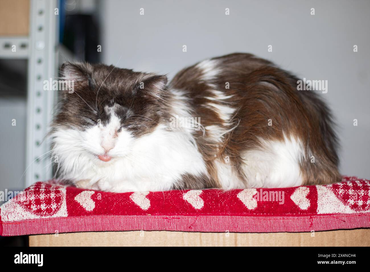 The domestic shorthaired cat, a Carnivorous Felidae, is a small to ...