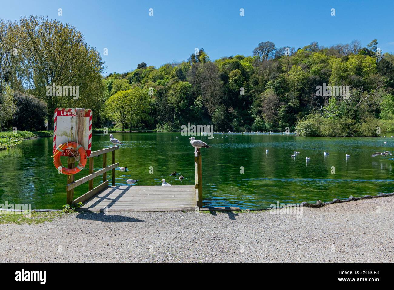 Swanbourne Lake, Arundel Park, Arundel, West Sussex, southern England ...