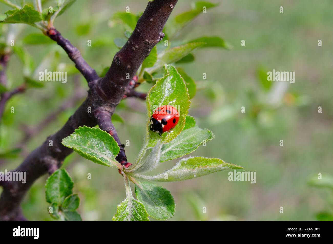 A ladybug is sitting on a leaf on a tree branch. The ladybug is red and ...