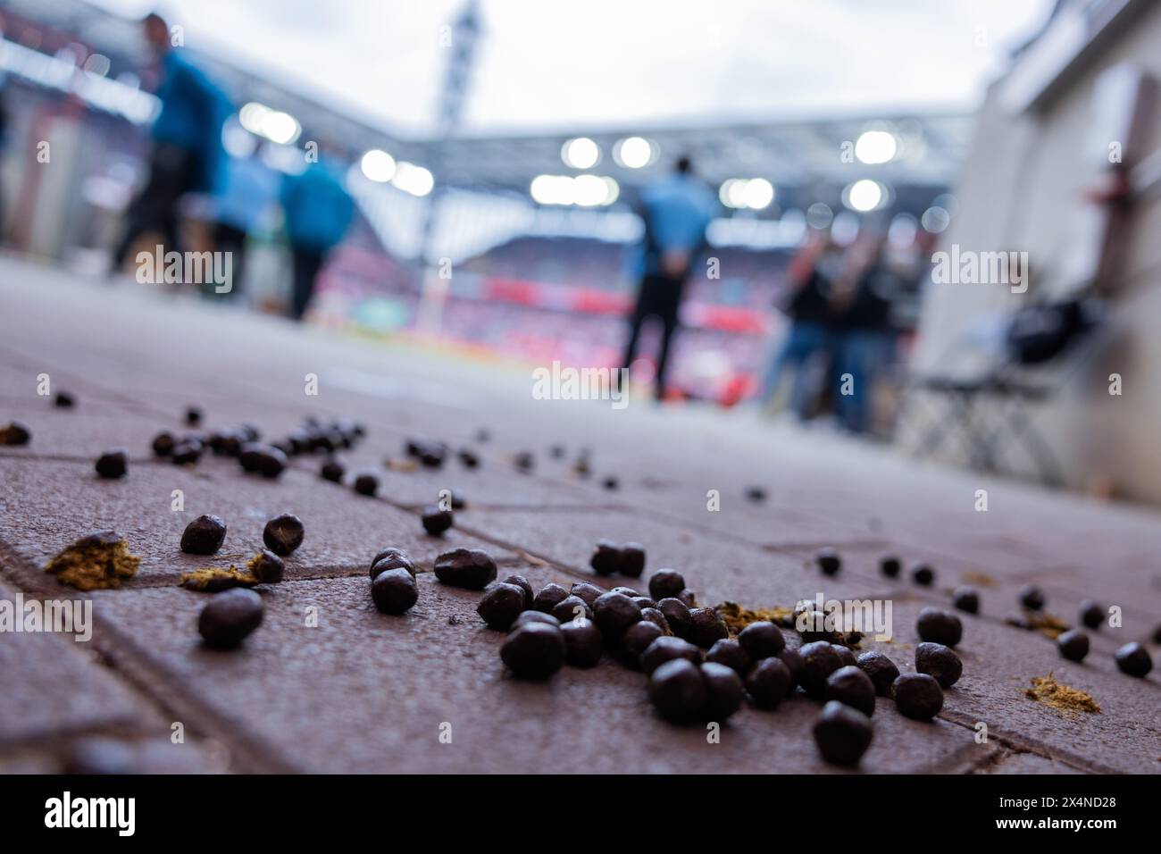 Cologne, Germany. 04th May, 2024. Soccer: Bundesliga, 1. FC Köln - SC ...