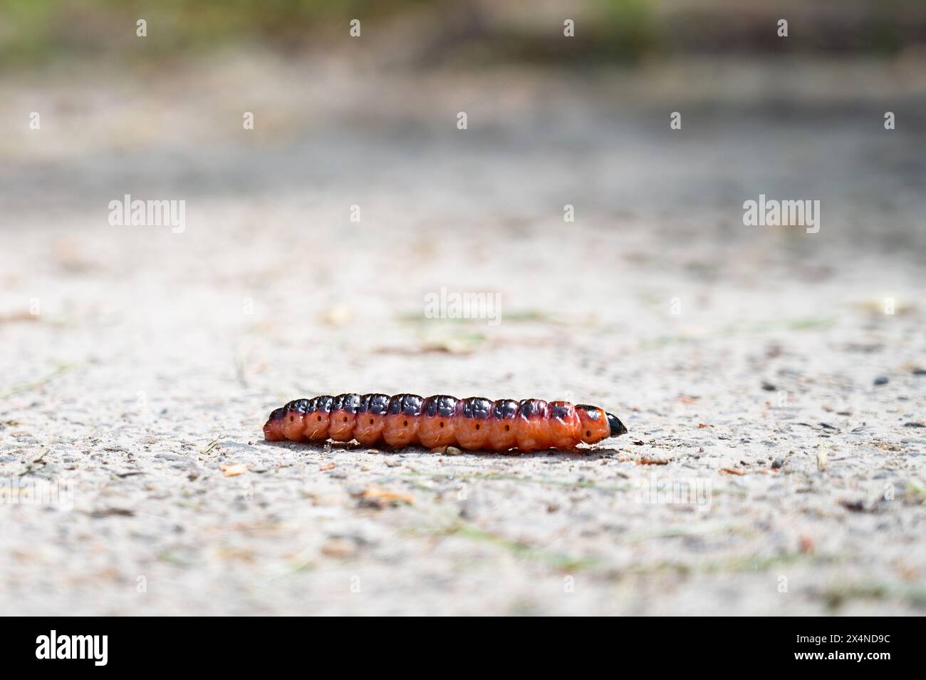 Willow borer caterpillar of night moth, odoriferous willow wood borer ...