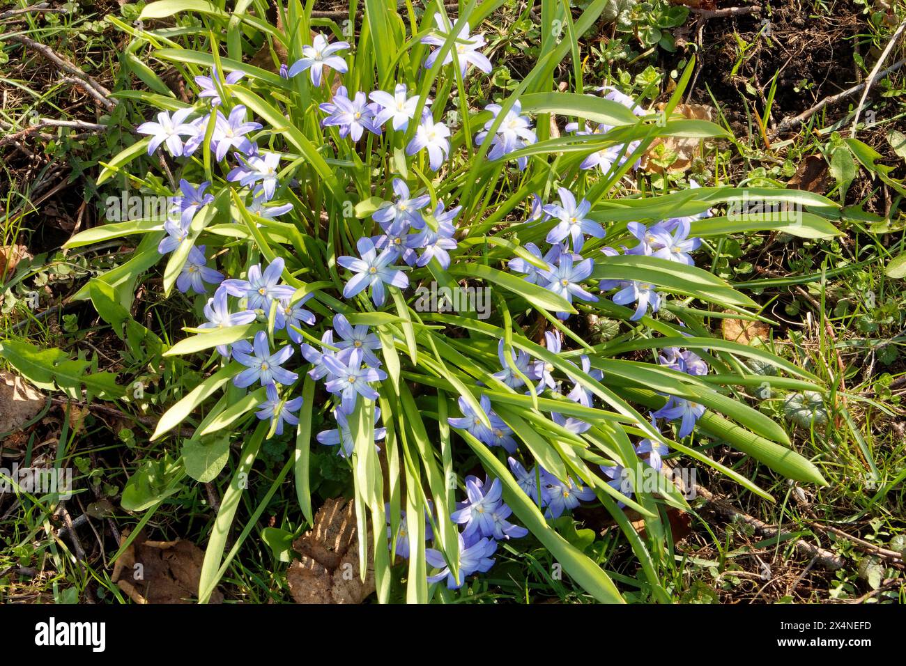 Scilla forbesii, known as Forbes' glory-of-the-snow, is a bulbous ...
