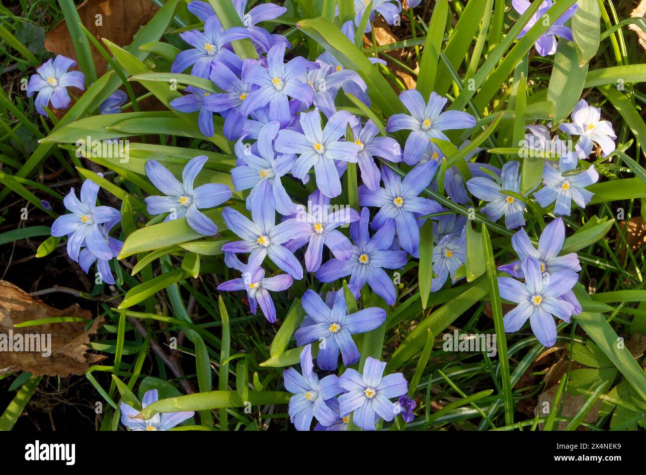 Scilla forbesii, known as Forbes' glory-of-the-snow, is a bulbous ...
