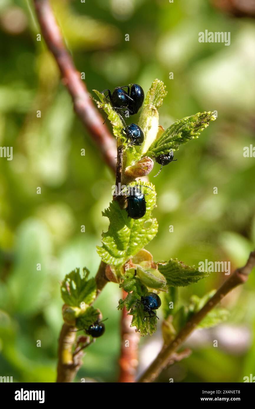 Agelastica alni, the alder leaf beetle, is a species of leaf beetle ...