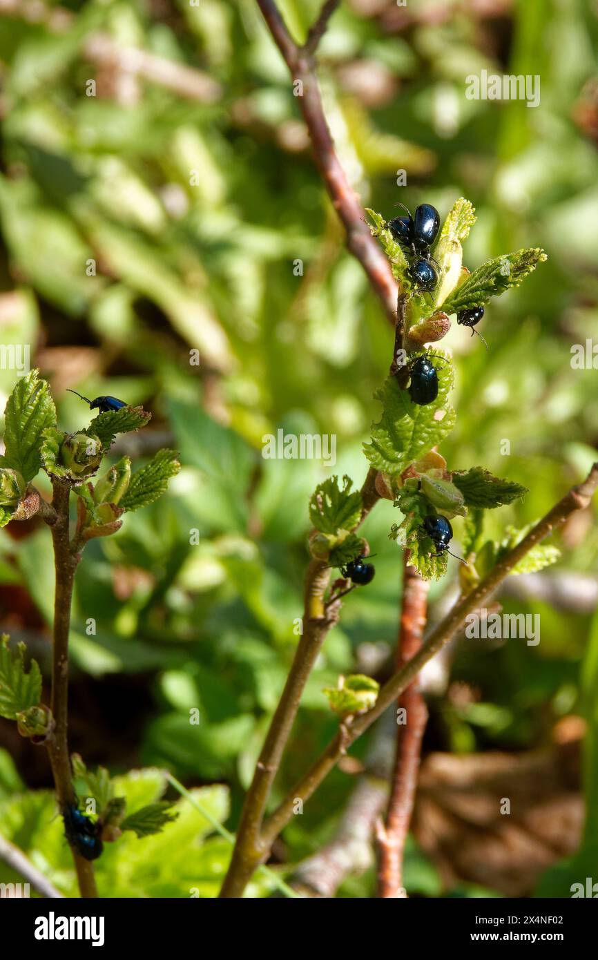 Agelastica alni, the alder leaf beetle, is a species of leaf beetle ...