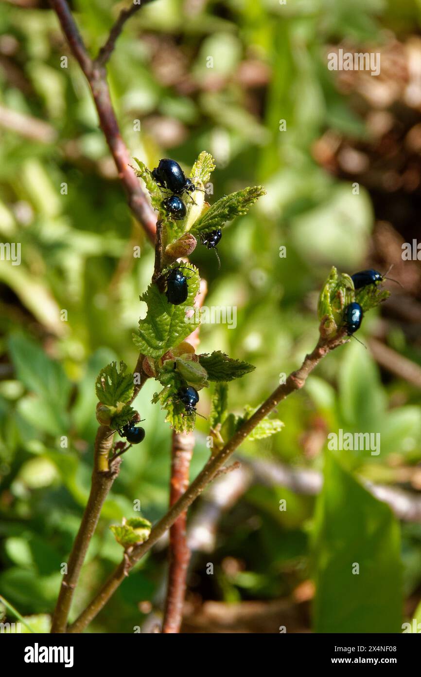 Agelastica alni, the alder leaf beetle, is a species of leaf beetle ...