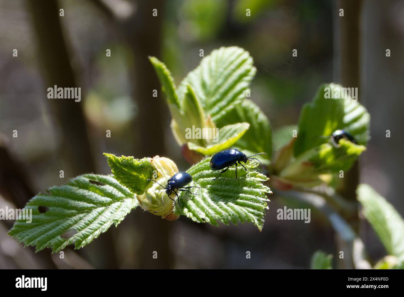 Agelastica alni, the alder leaf beetle, is a species of leaf beetle ...