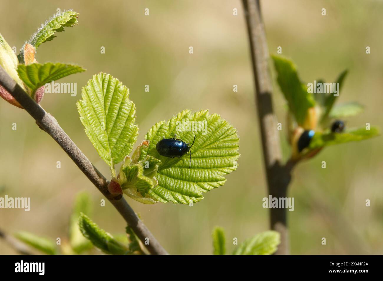 Agelastica alni, the alder leaf beetle, is a species of leaf beetle ...