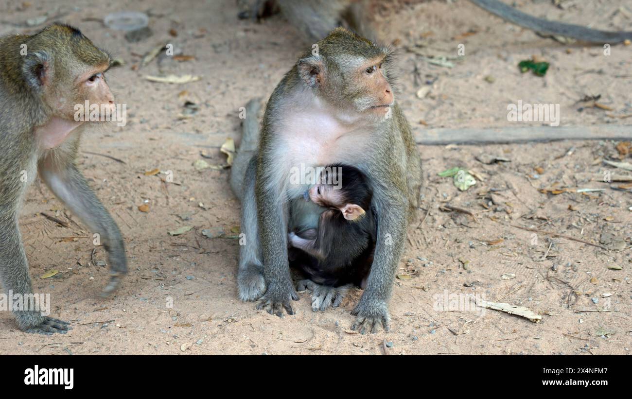wild living monkeys with baby at angor wat temple Stock Photo - Alamy