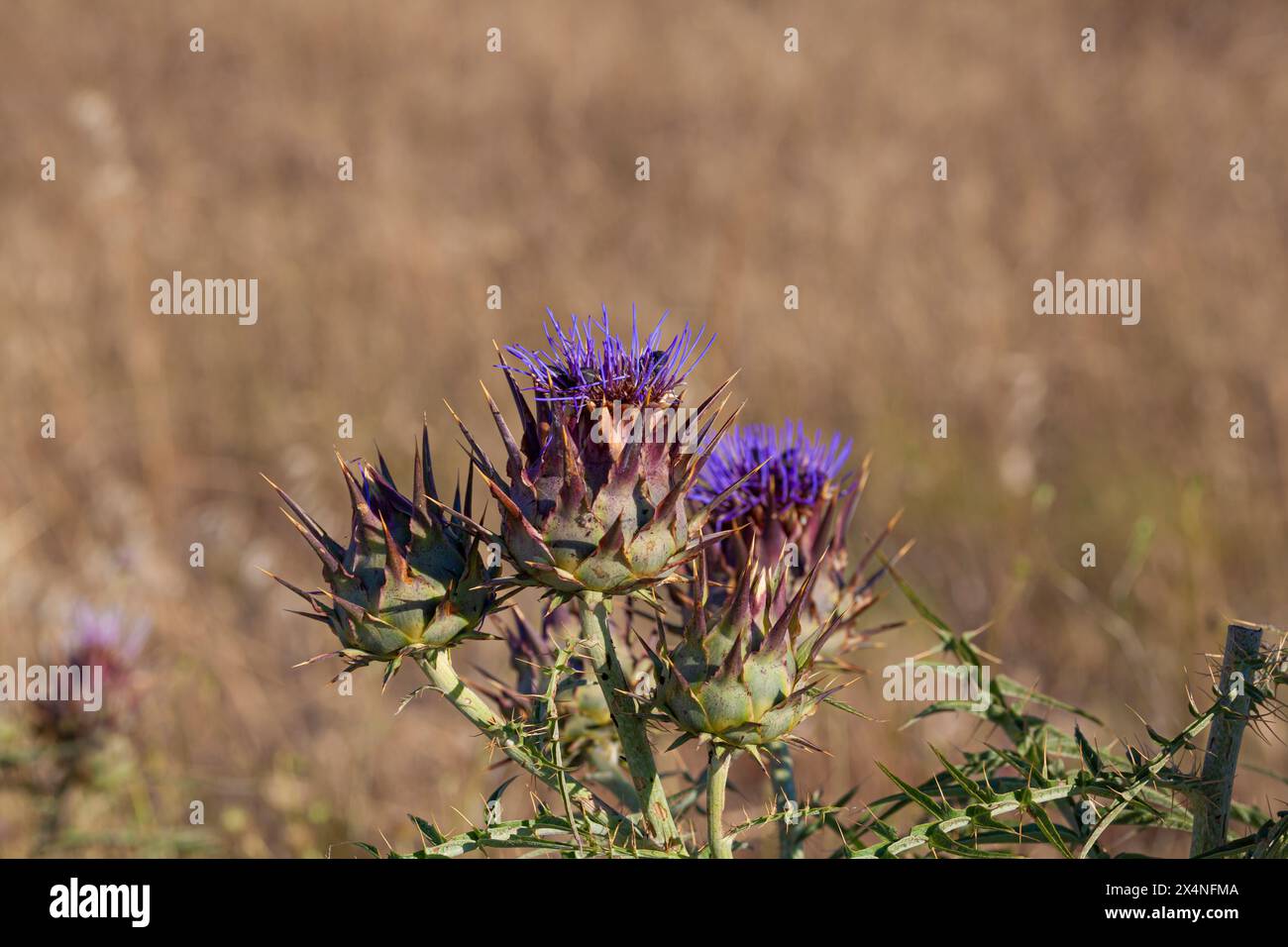 Wild flora: detailed view of a blooming thistle Stock Photo - Alamy