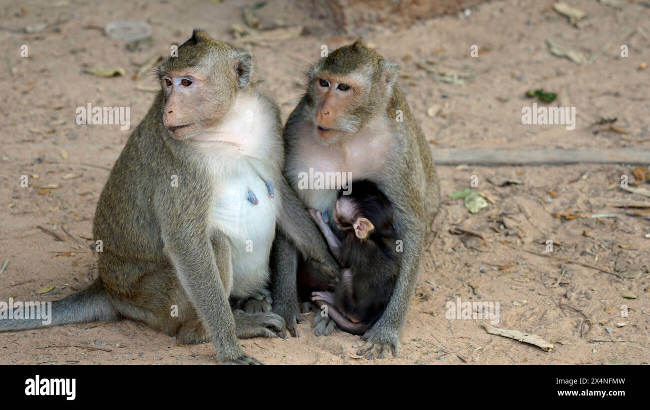 wild living monkeys with baby at angor wat temple Stock Photo - Alamy