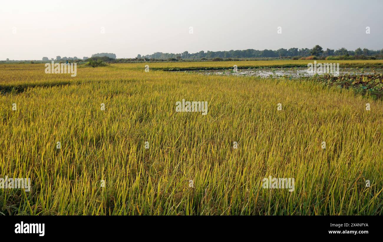 rice field in siem reap in cambodia Stock Photo - Alamy