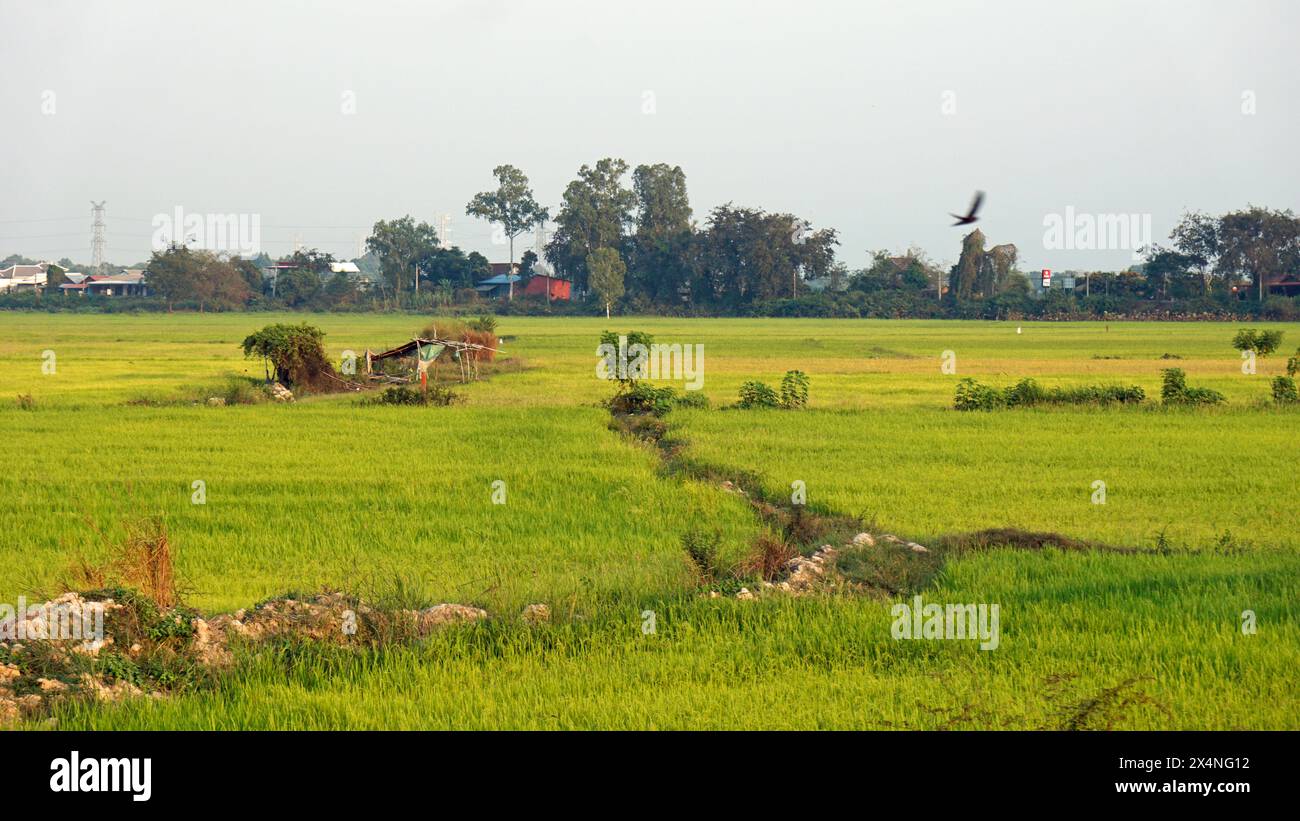 rice field in siem reap in cambodia Stock Photo - Alamy