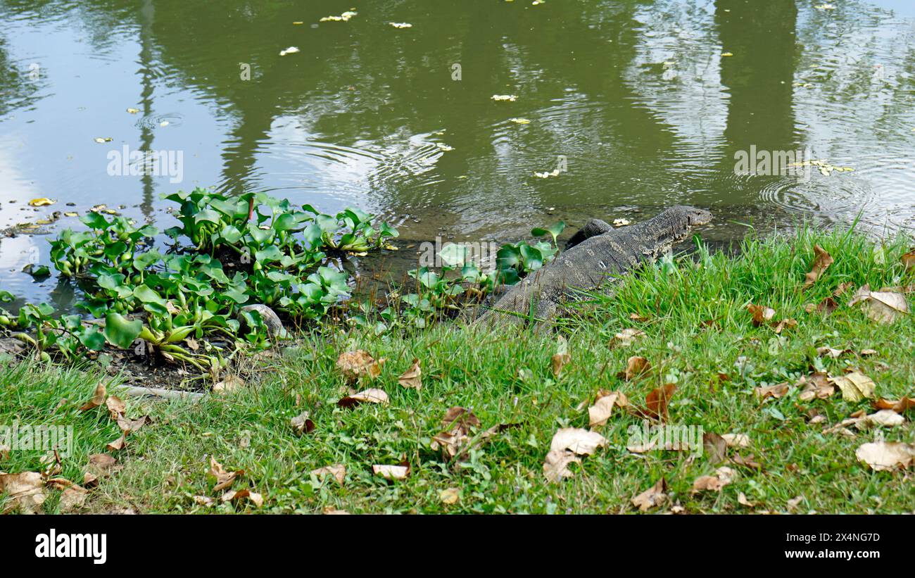 huge lizard in the lumpini park in bangkok Stock Photo - Alamy