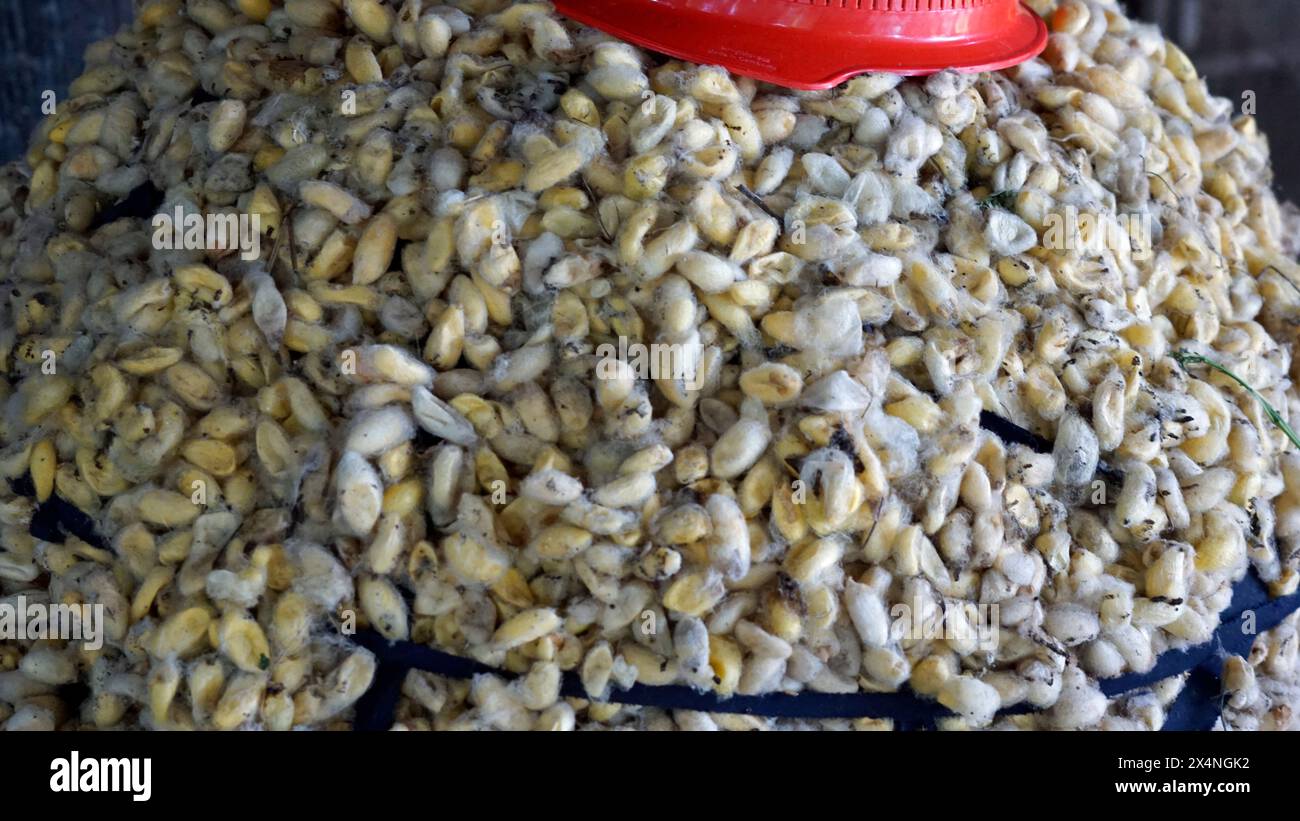 silk manufacture on silk island in phnom penh Stock Photo - Alamy