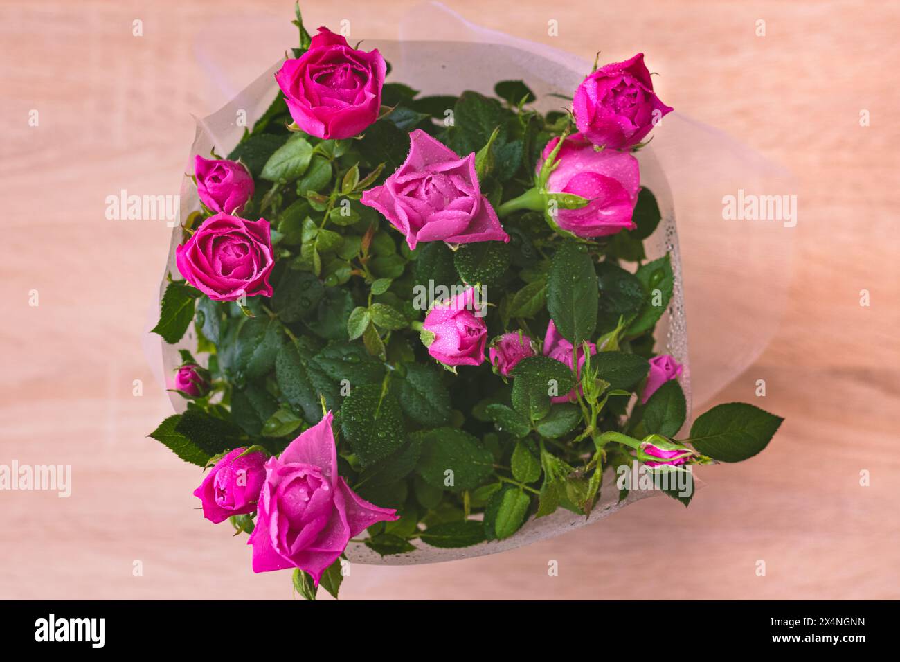 Houseplant in pot from hi-res stock photography and images - Alamy