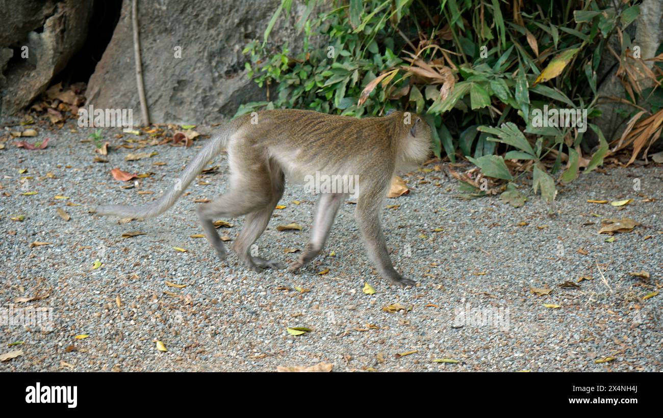 wild living monkeys in cambodian town kampot Stock Photo - Alamy