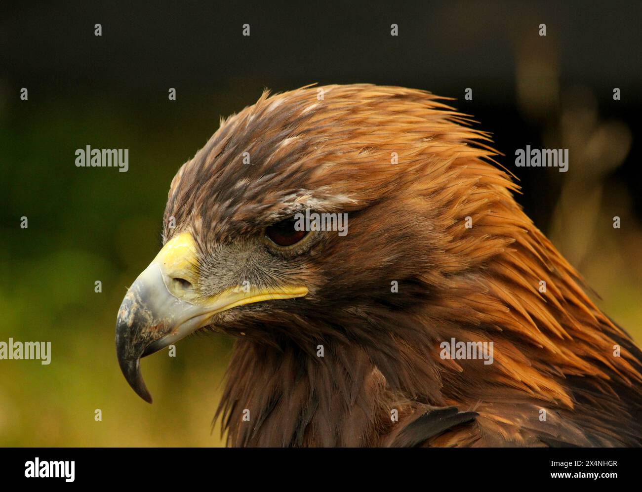 Stunning golden eagle up close Stock Photo - Alamy