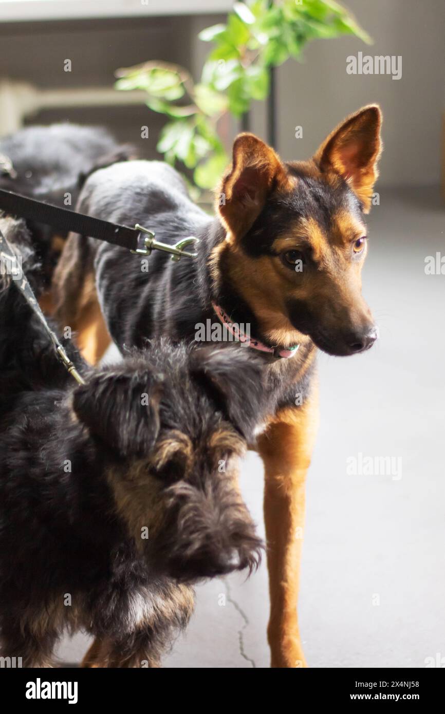 A pack of Canidae, carnivorous terrestrial animals, including various ...