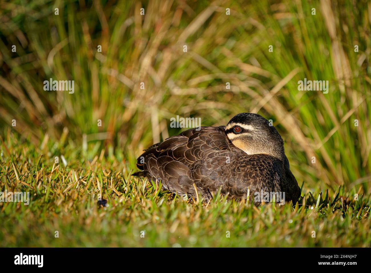Pacific Black Duck - Anas superciliosa - dabbling duck, Indonesia, New ...