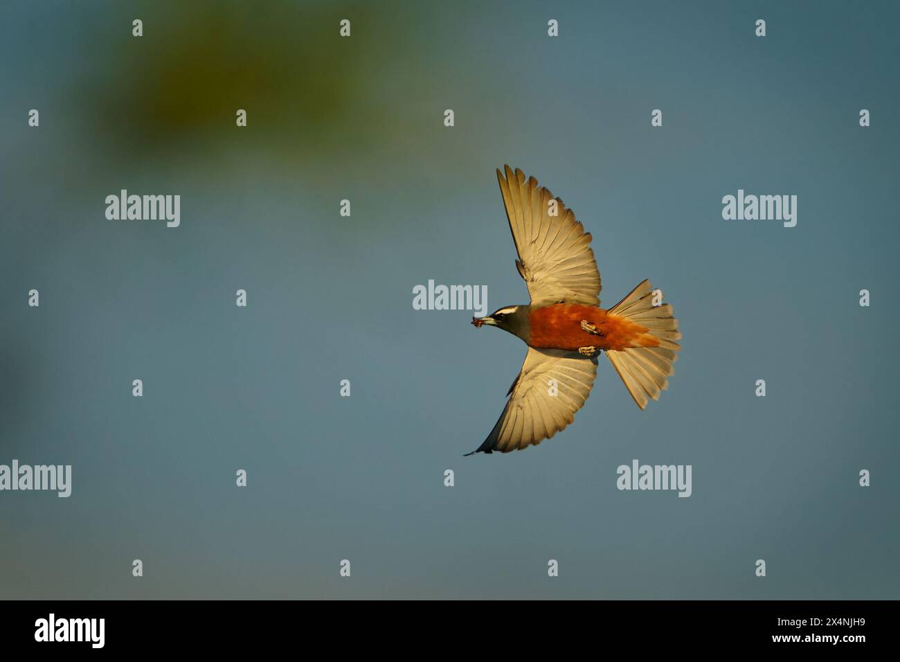 White-browed woodswallow Artamus superciliosus passerine bird endemic ...