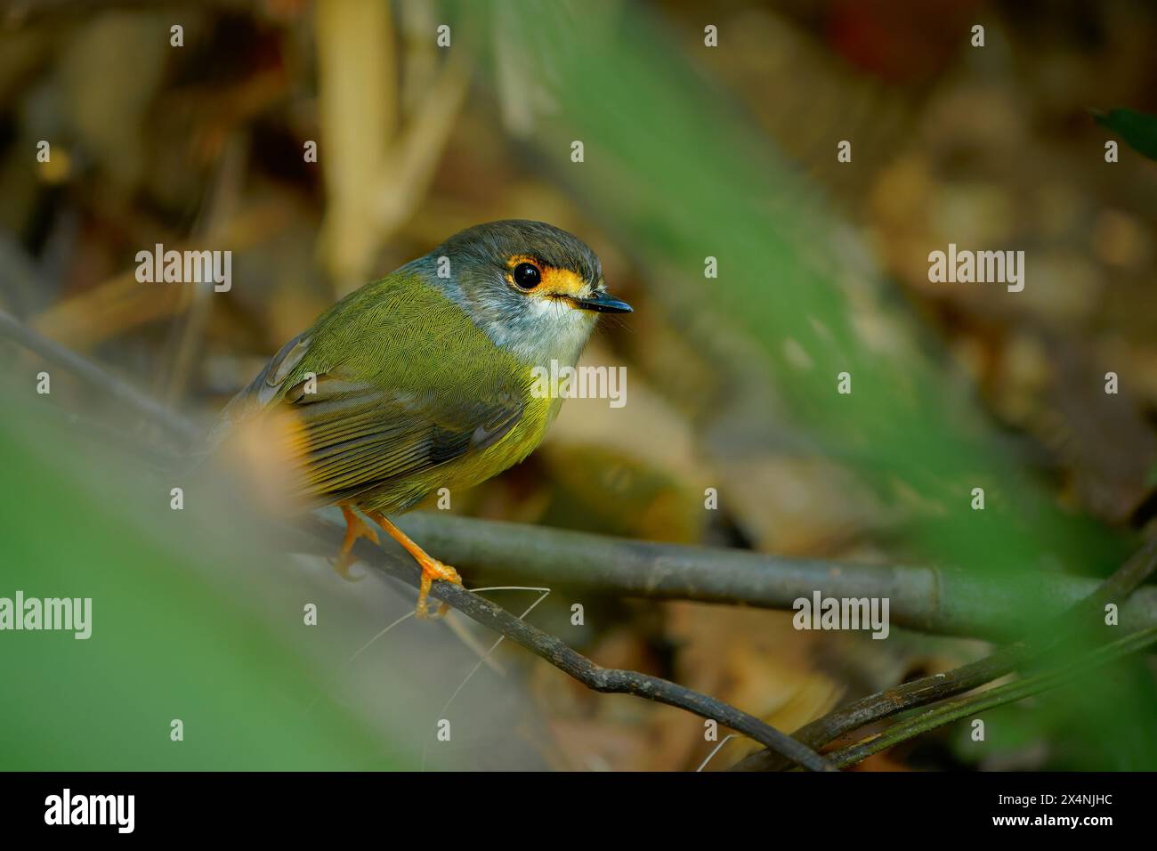 Pale-yellow robin - Tregellasia capito passerine bird in Petroicidae ...