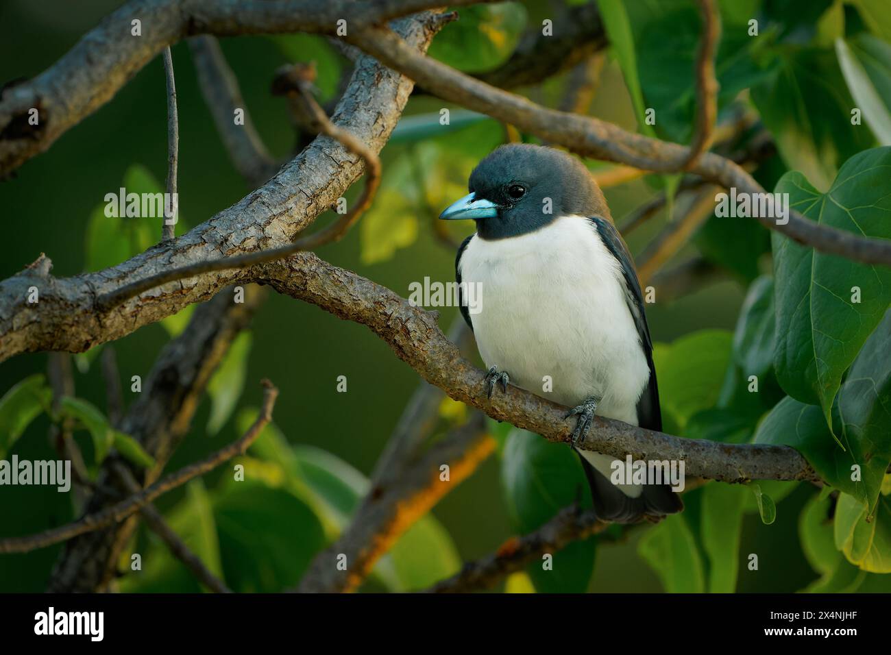 White-breasted woodswallow Artamus leucorynchus passerine bird in the ...