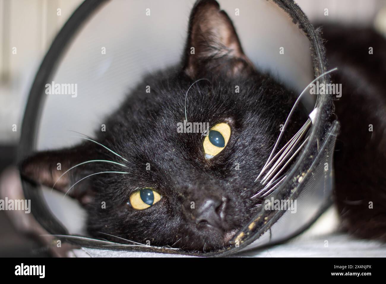 A black Felidae, a carnivorous animal, with a plastic cone around its ...
