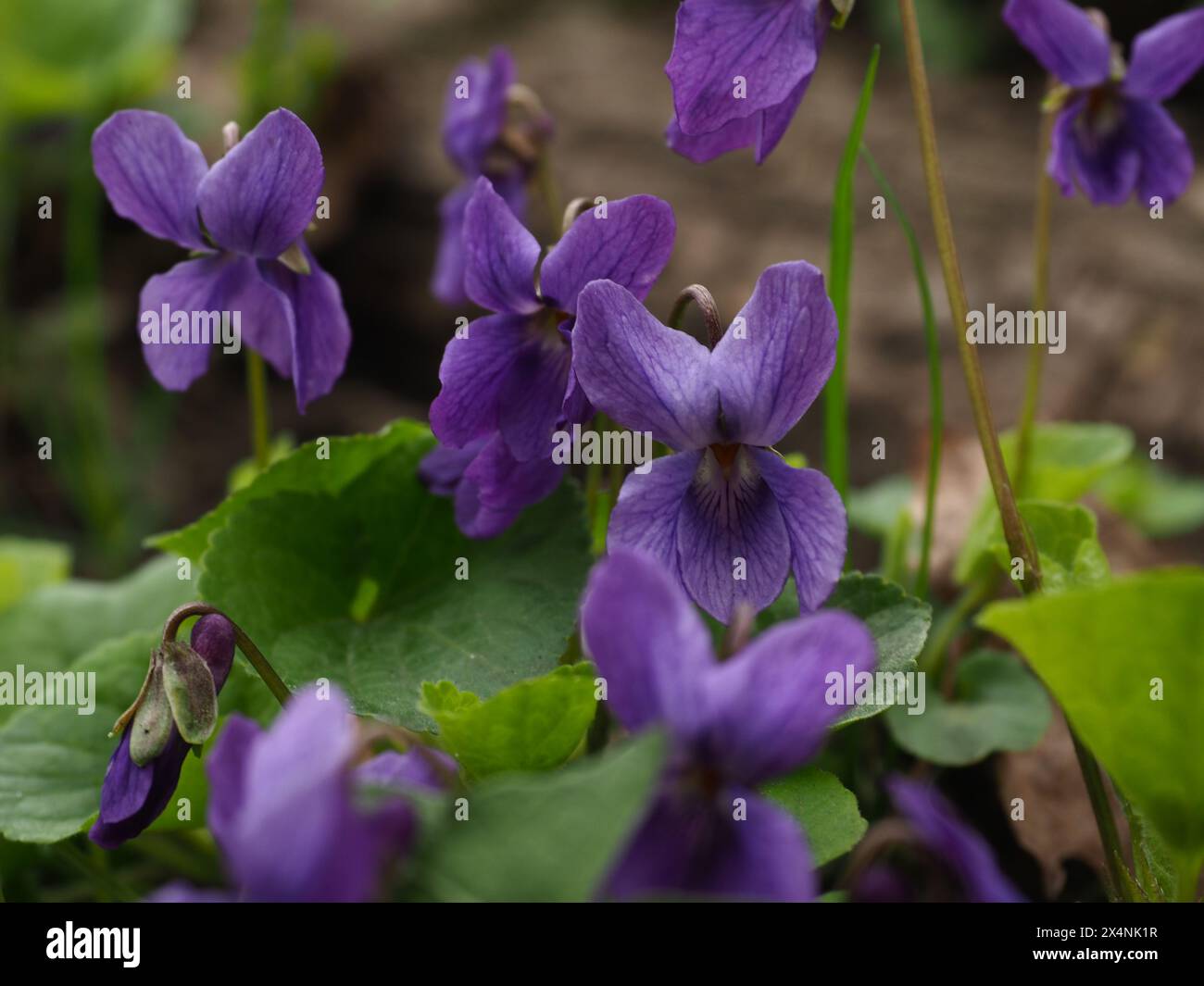 Beautiful shot fresh flowers hi-res stock photography and images - Alamy