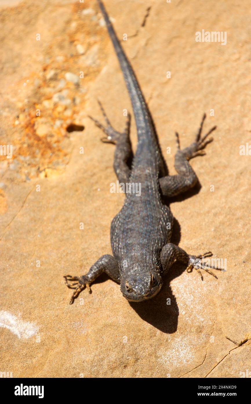 Great Basin Fence Lizard (Sceloporus occidentalis longipes), Dinosaur ...