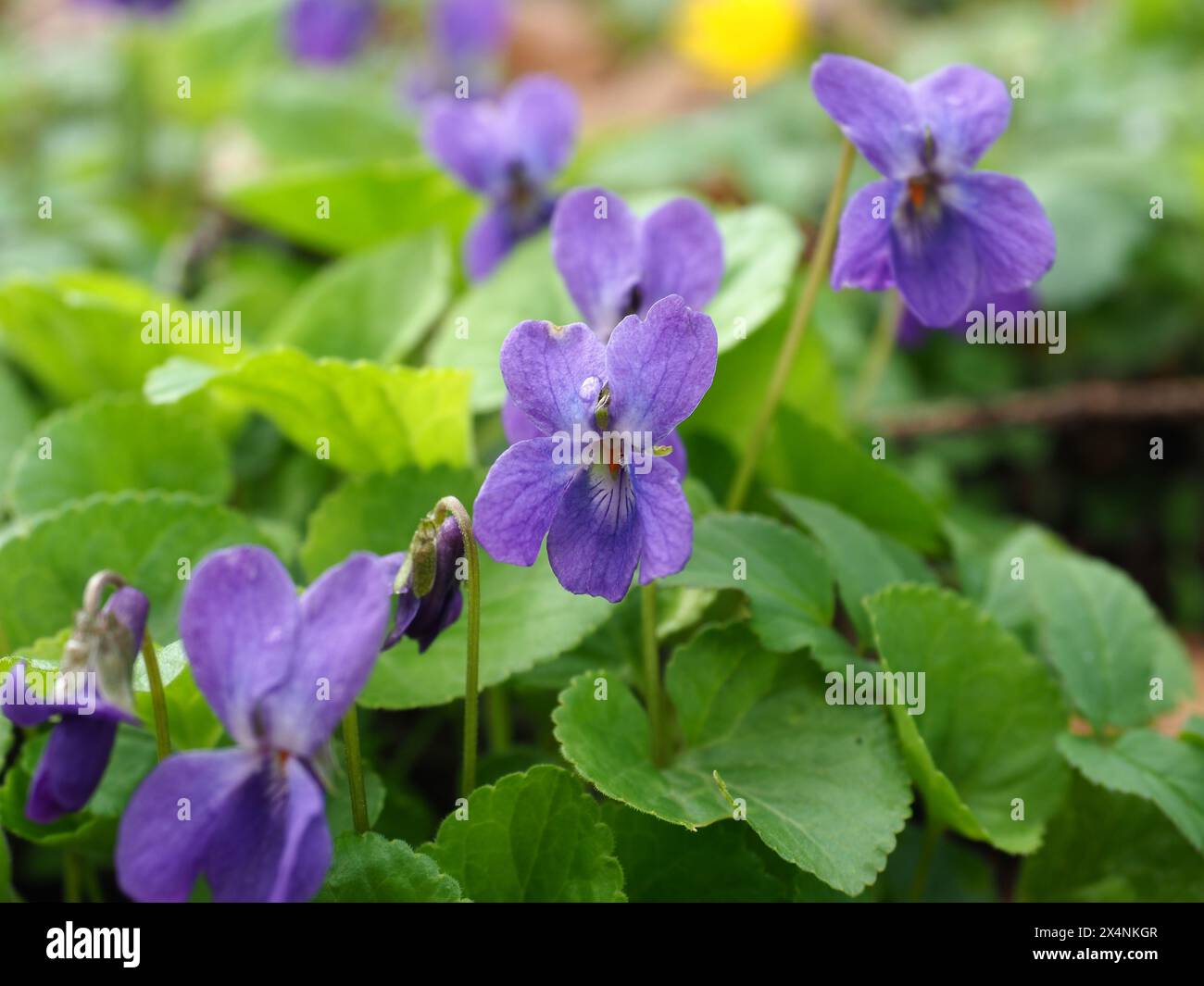 Light violet petals hi-res stock photography and images - Alamy