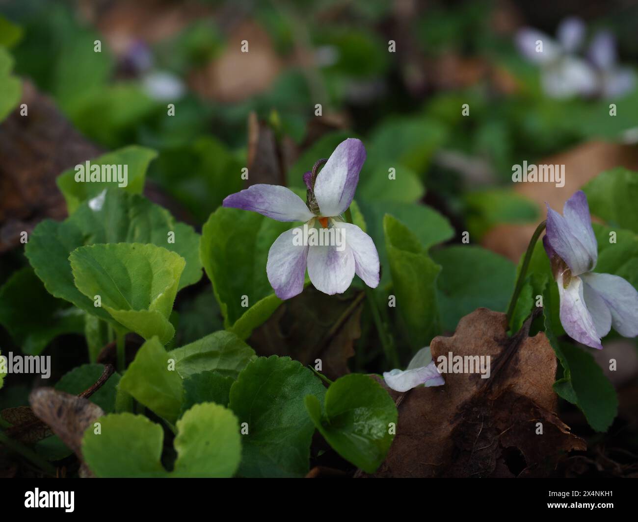 White Wood Violet Stock Photo - Alamy