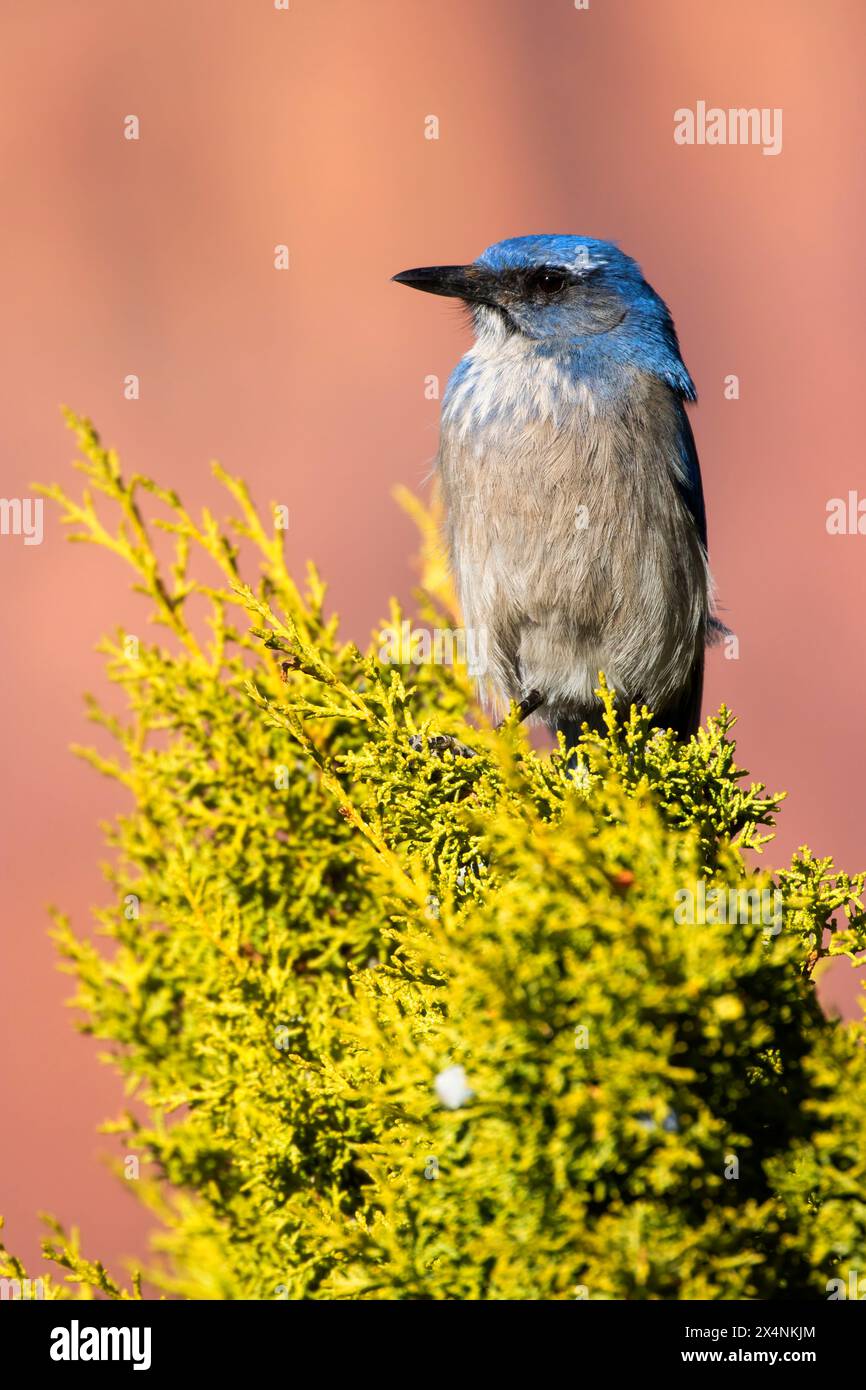 Woodhouse's Scrub-Jay (Aphelocoma woodhouseii), Zion National Park ...