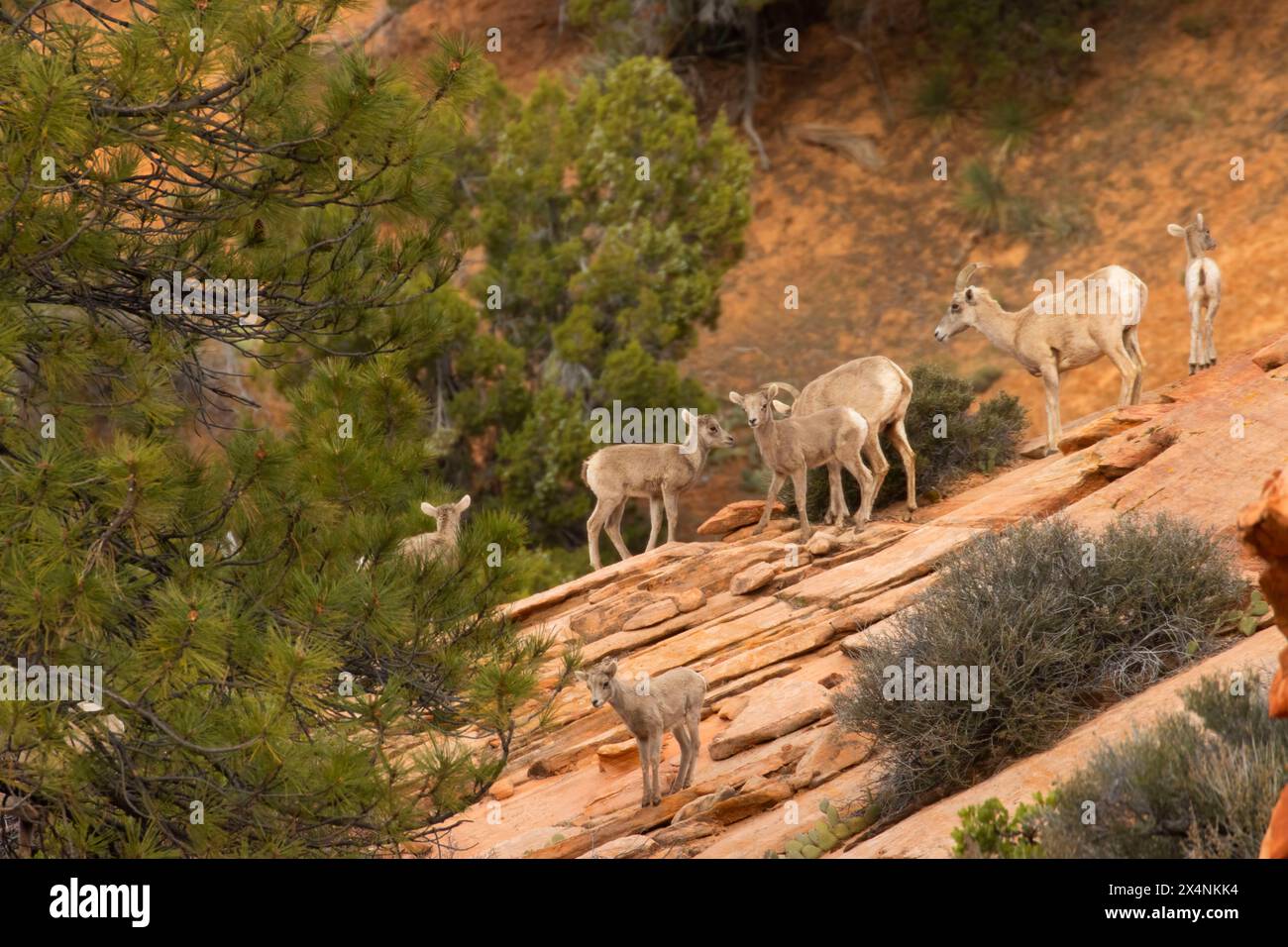 Desert bighorn sheep (Ovis canadensis nelsoni), Zion National Park ...