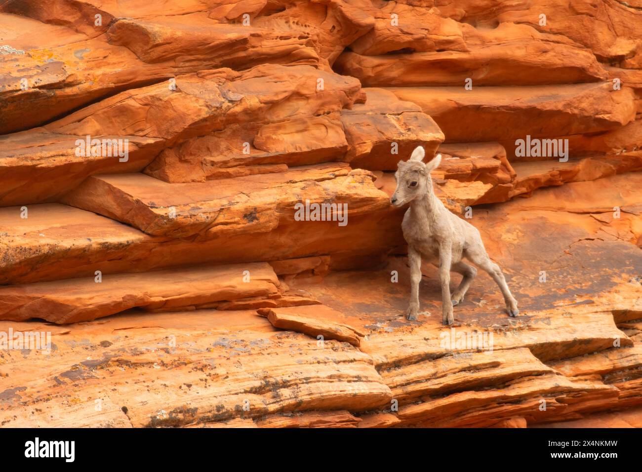 Desert bighorn sheep (Ovis canadensis nelsoni), Zion National Park ...