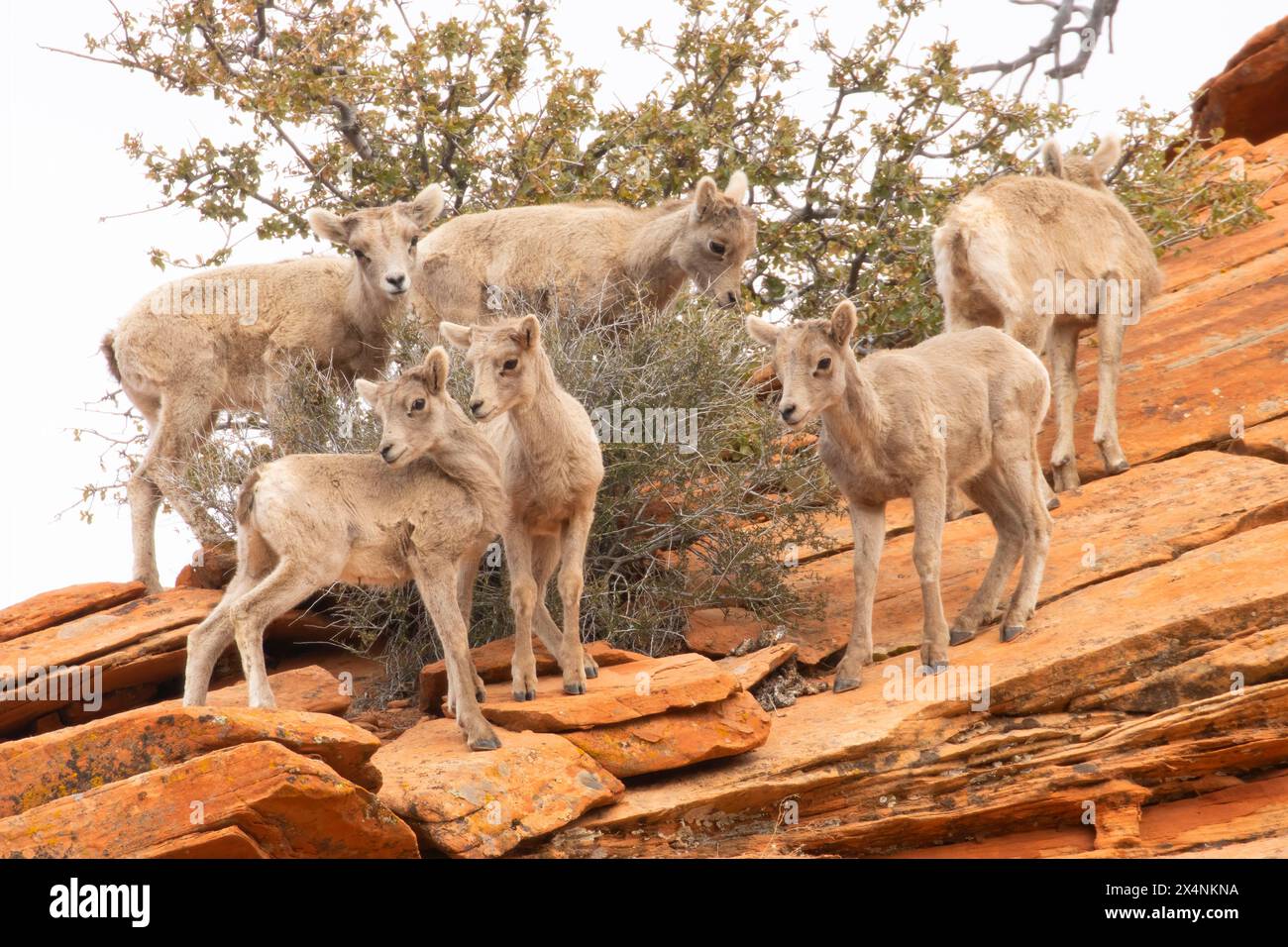 Desert bighorn sheep (Ovis canadensis nelsoni), Zion National Park ...