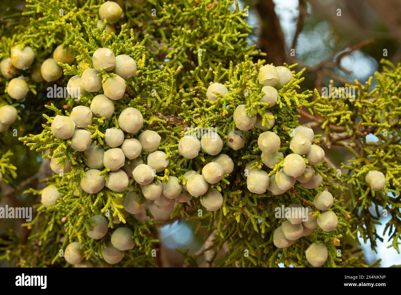 Timber creek overlook trail hi-res stock photography and images - Alamy