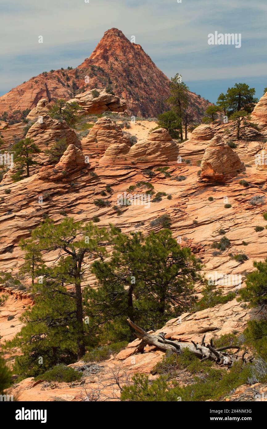 Views along Kolob Terrace Road, Zion National Park, Utah Stock Photo ...