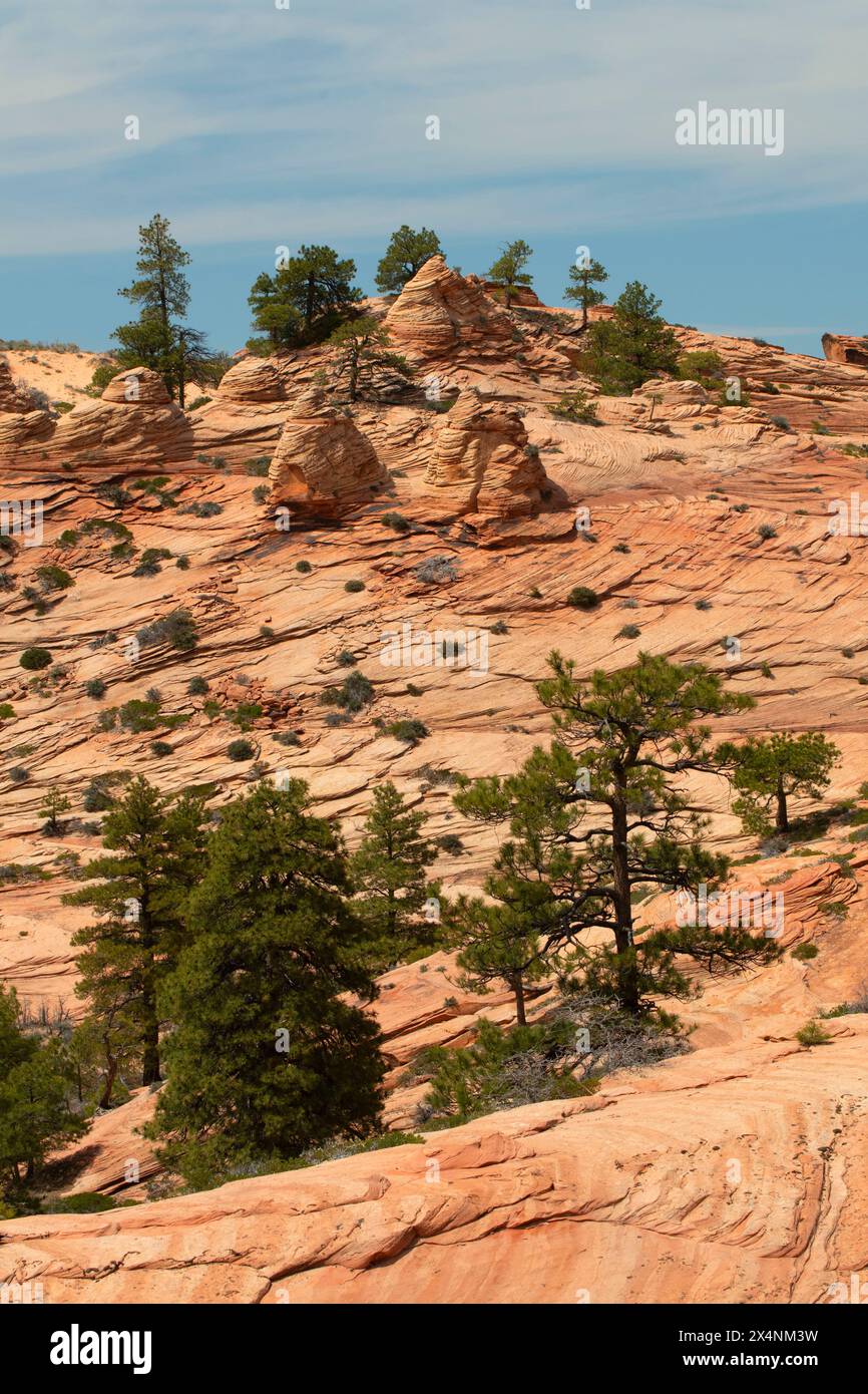 Views along Kolob Terrace Road, Zion National Park, Utah Stock Photo ...