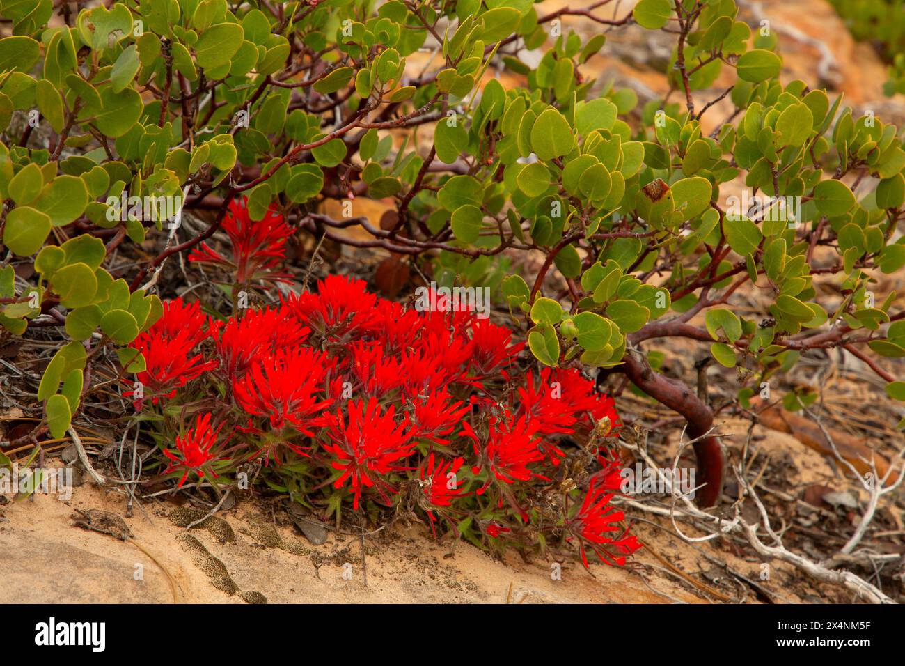 Indian basin hi-res stock photography and images - Alamy