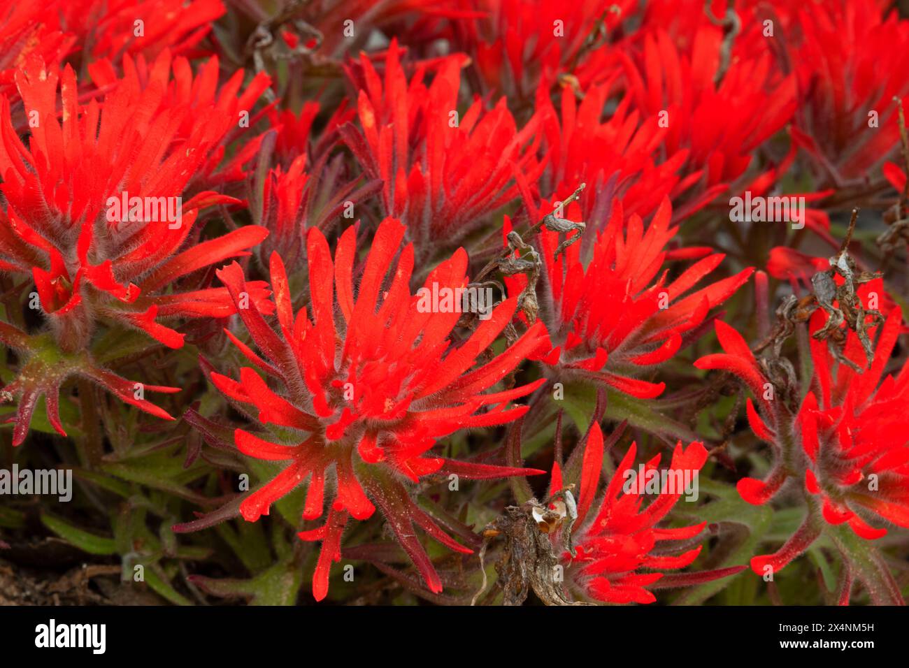 Indian basin hi-res stock photography and images - Alamy