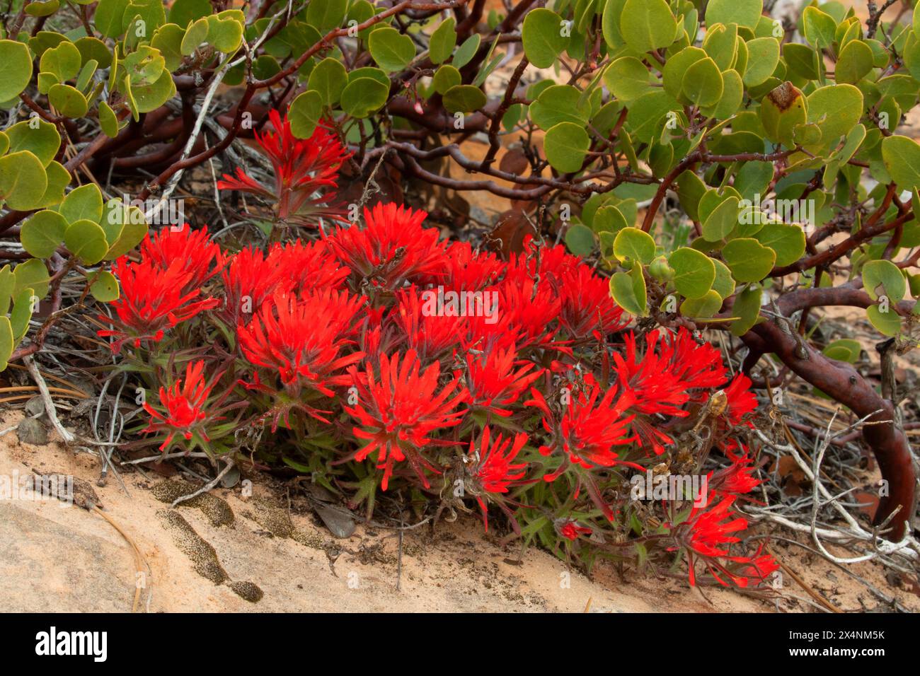 Indian basin hi-res stock photography and images - Alamy