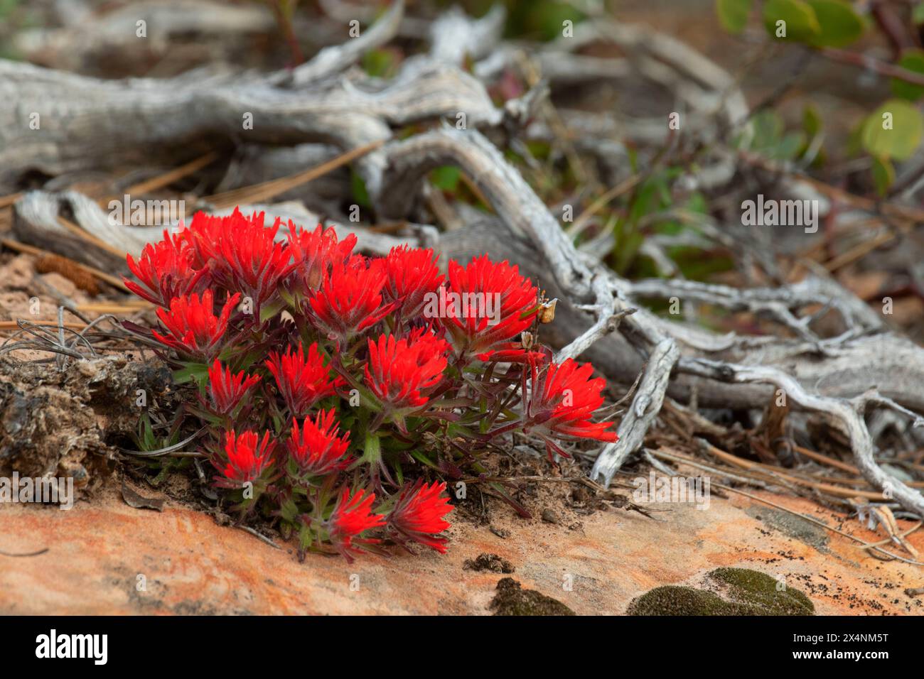 Indian basin hi-res stock photography and images - Alamy