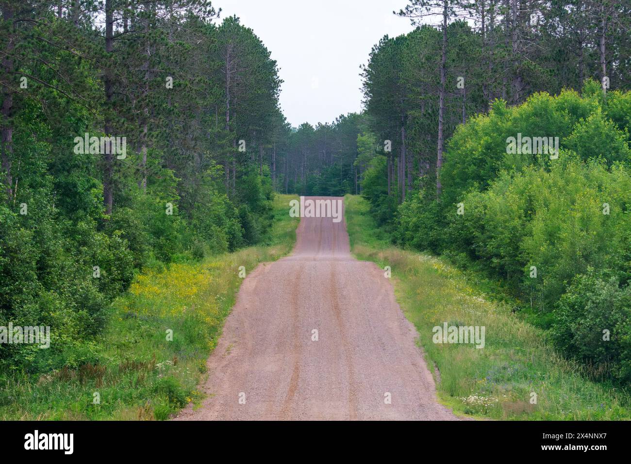 A rural dirt road cuts through the forest of the northwoods of ...