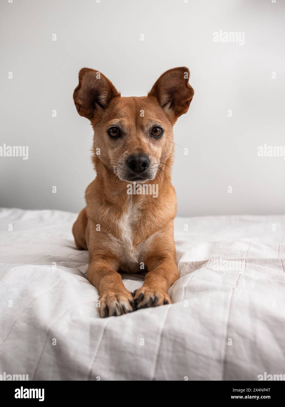 Sphinx position hi-res stock photography and images - Alamy