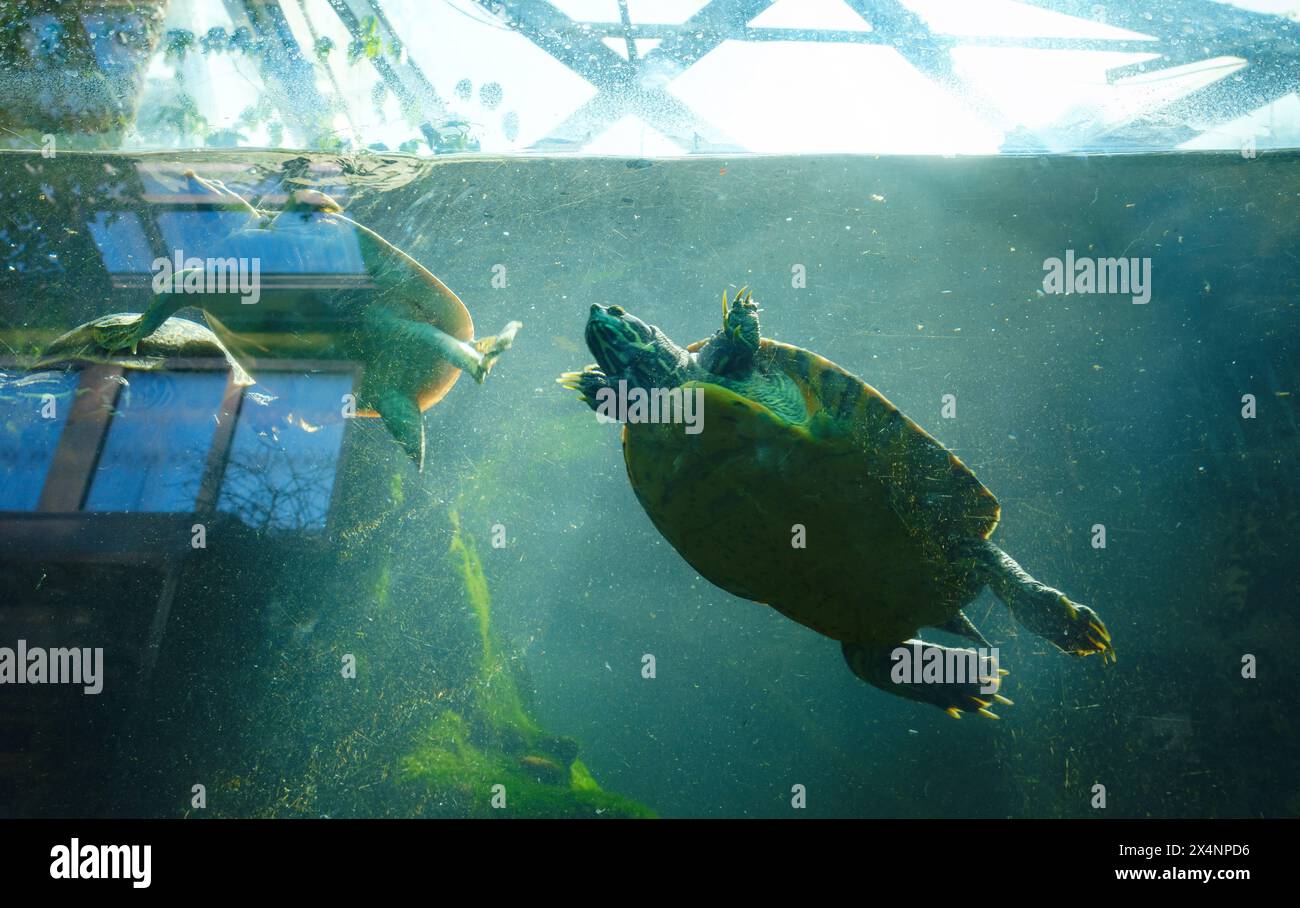 turtle swimming in the water. Pets in the aquarium. walk in Frankfurt ...