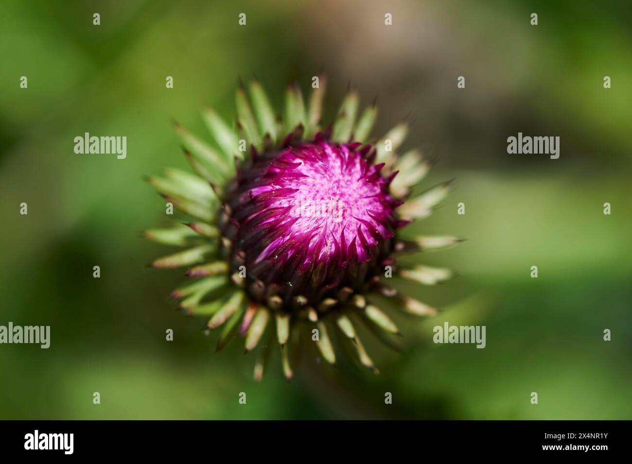Alpine thistle (Carduus defloratus) blooming in the mountains at ...